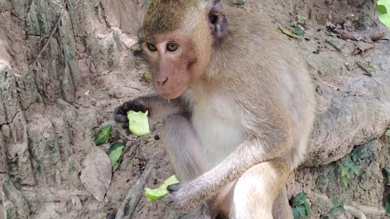 Teenage monkey and baby monkey eating cucumbers - YouTube