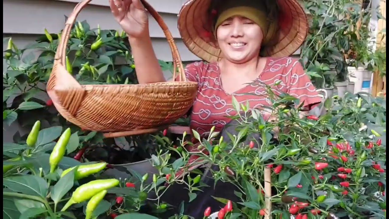 Panen Cabe Pot di Amerika - Budidaya cabe dalam Pot - Berkebun di ...