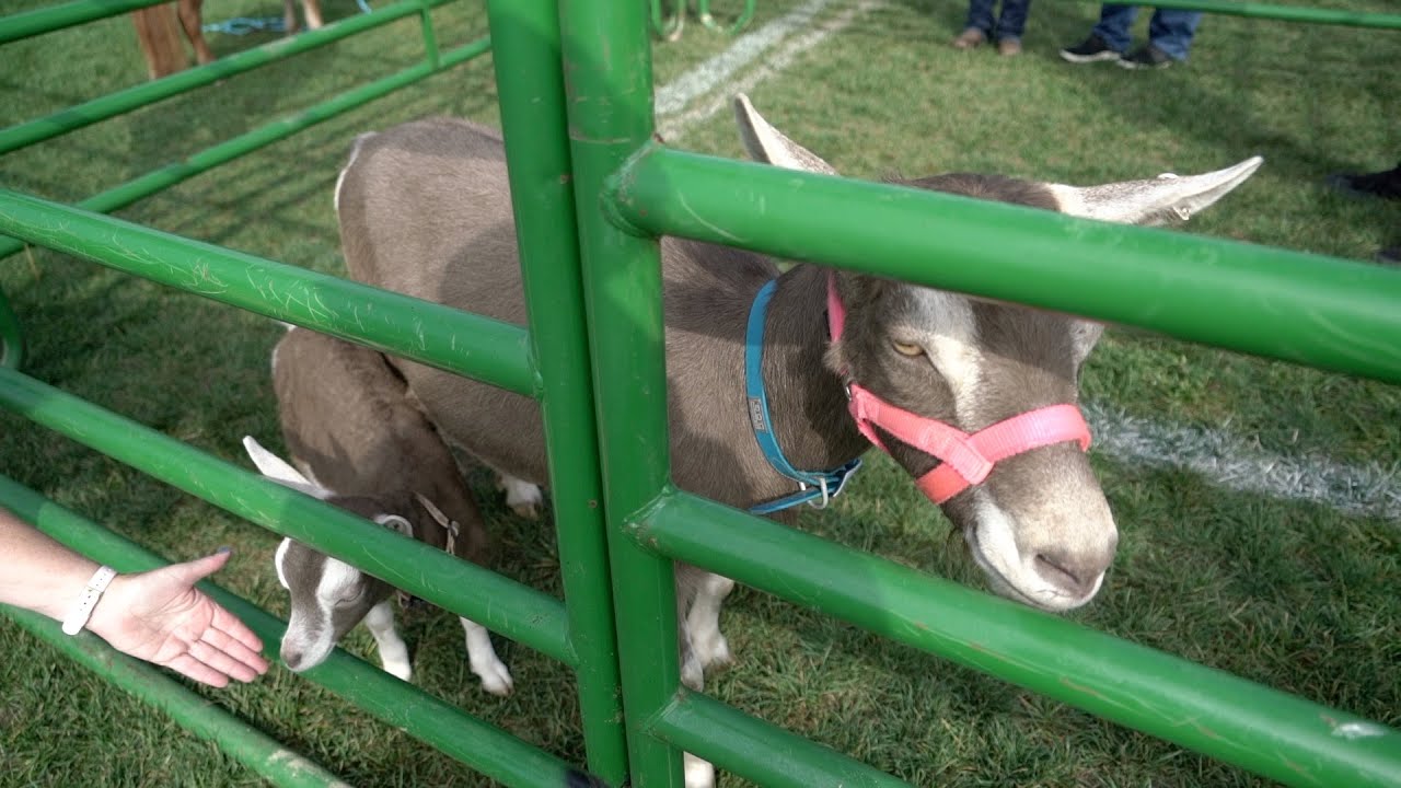 Barnyard Day at Douglas County High School - YouTube