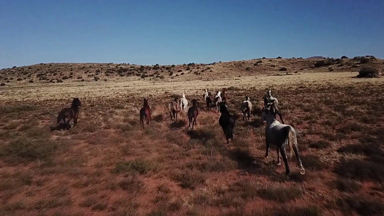 Karoo Ranching EAstern Cape SA - YouTube