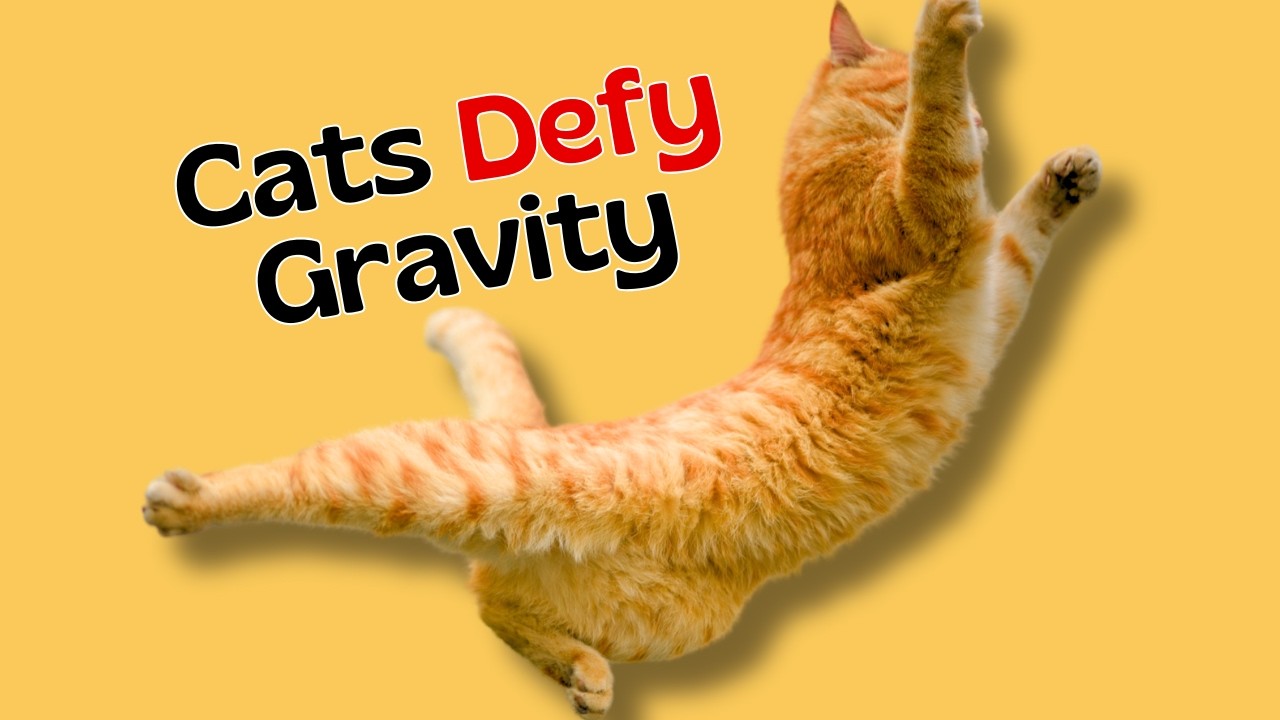 How Do Cats Always Land on Their Feet? Science Explains! 🌀🐱 - YouTube