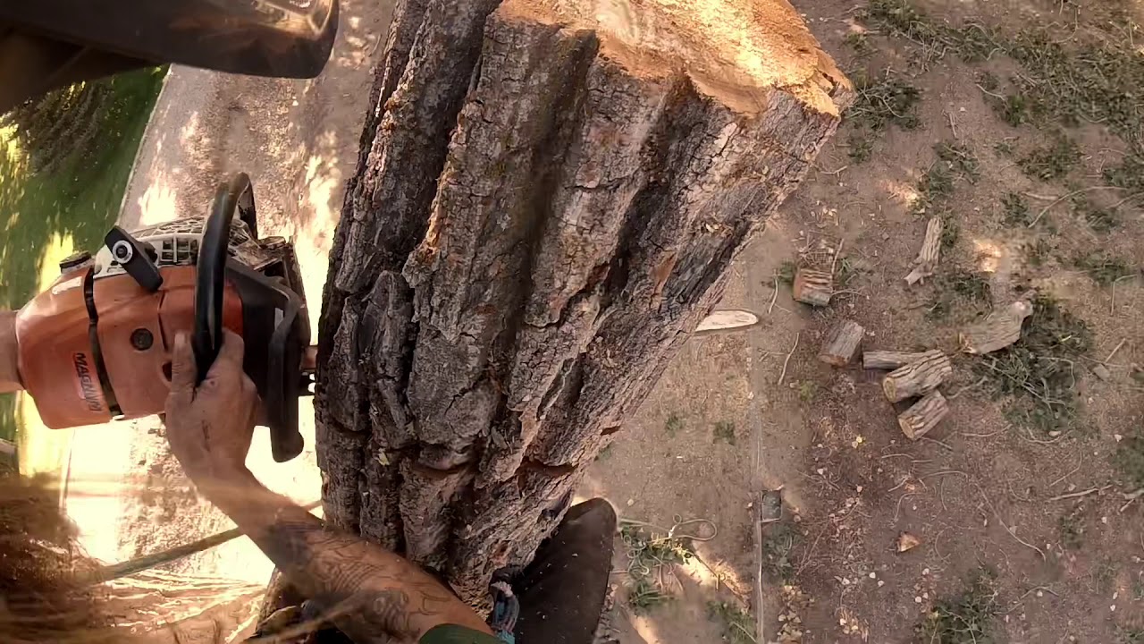 Tree Hustle (episode 2) - YouTube