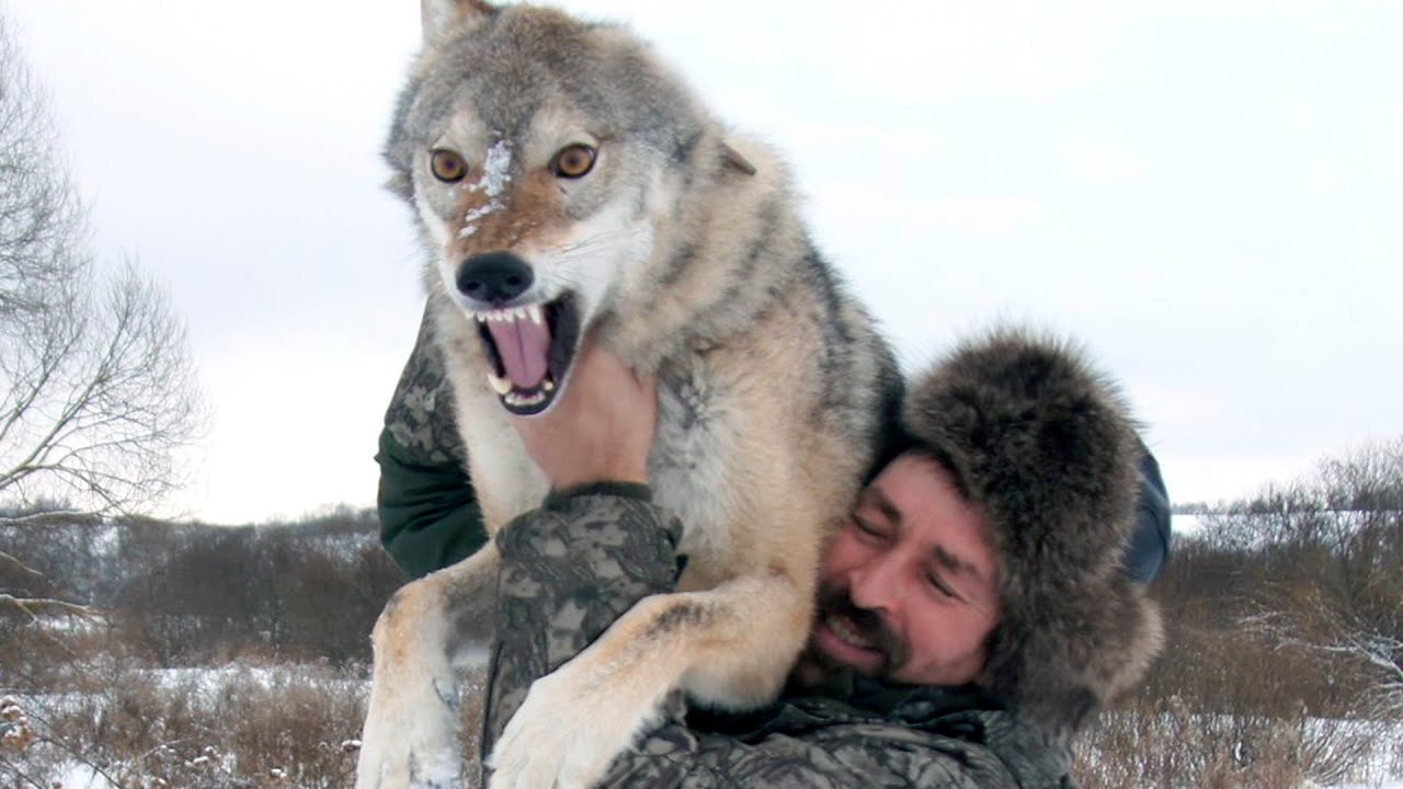 Wolf Reunites with Owner after trying to release him into the Wild ...