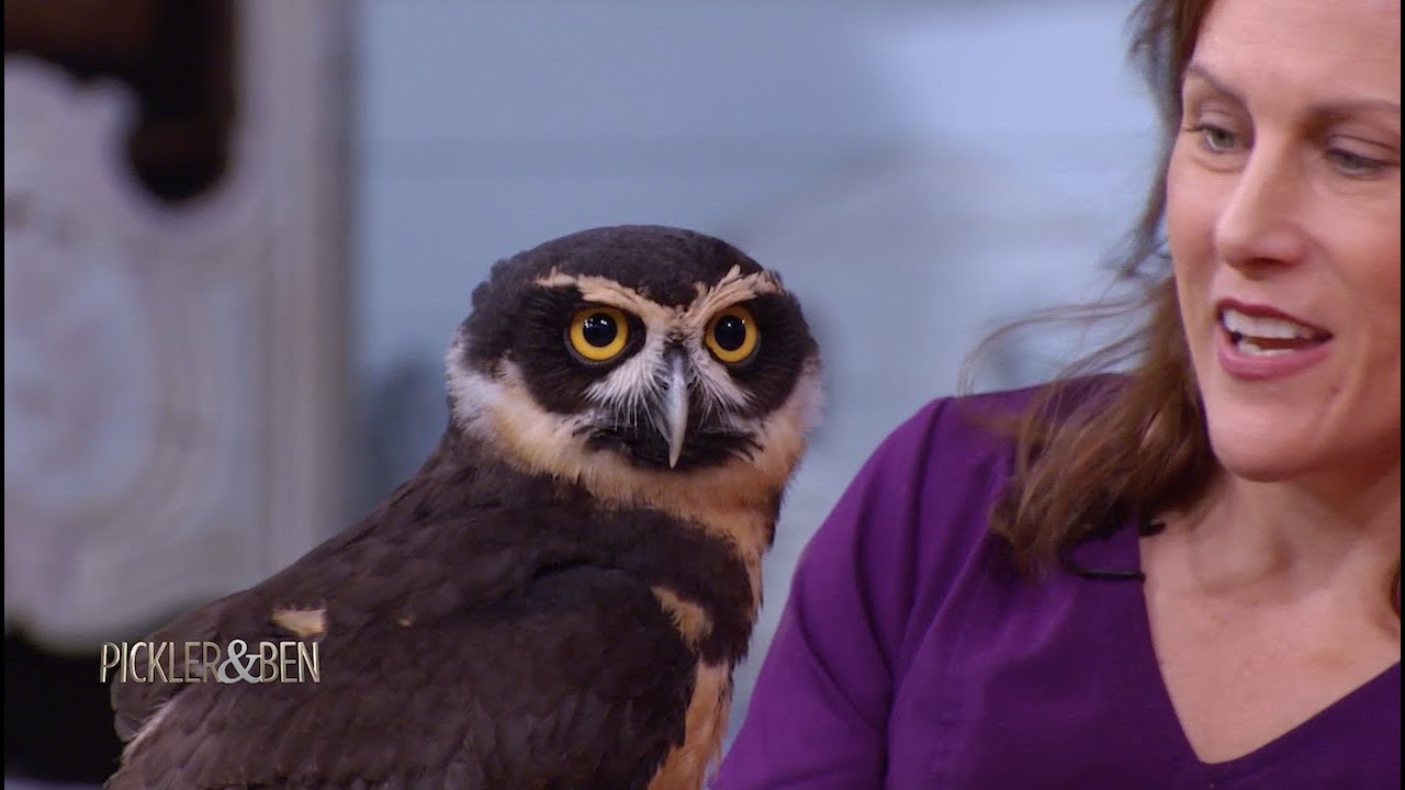 Ben's Staring Contest with a Judgy Owl - Pickler & Ben - YouTube