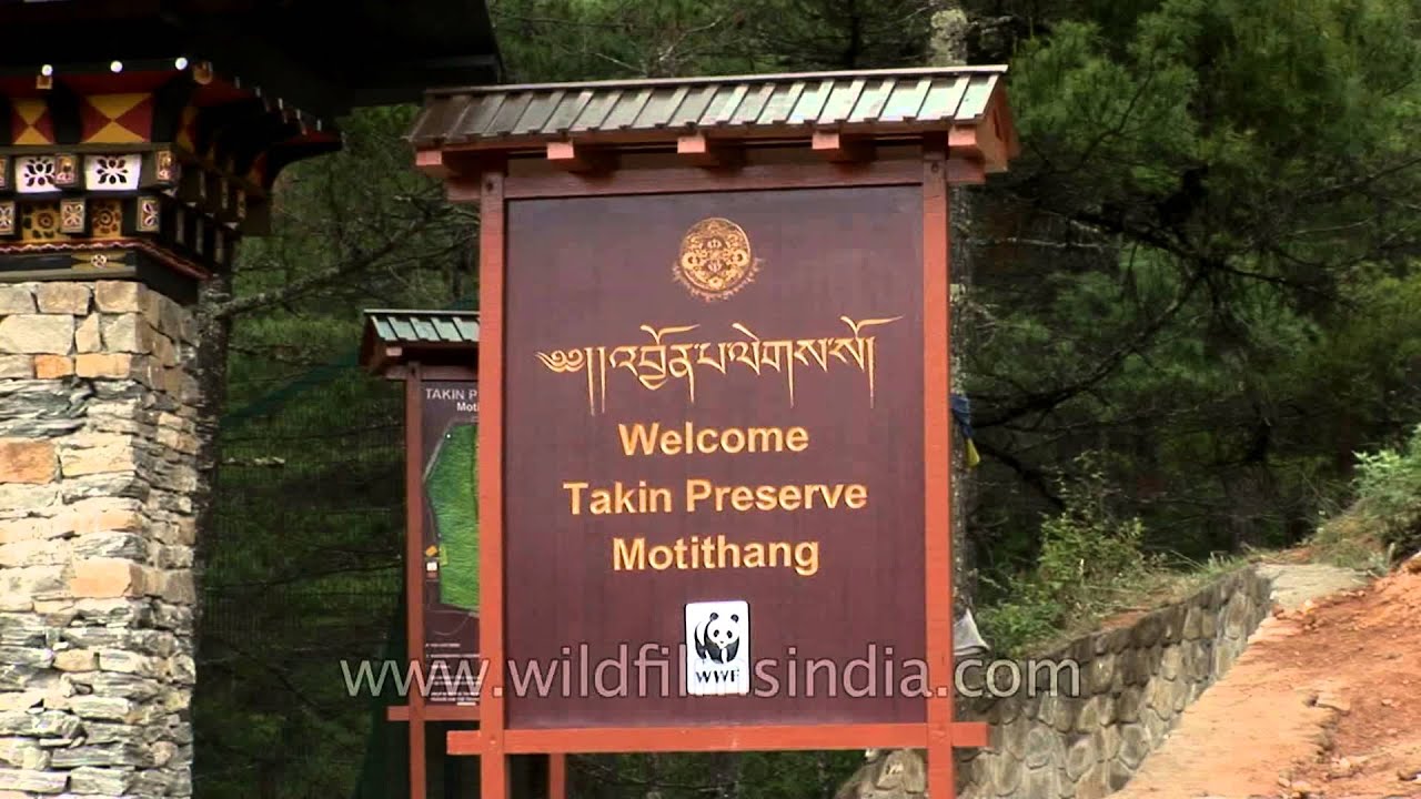 Motithang Takin Preserve, Bhutan - YouTube