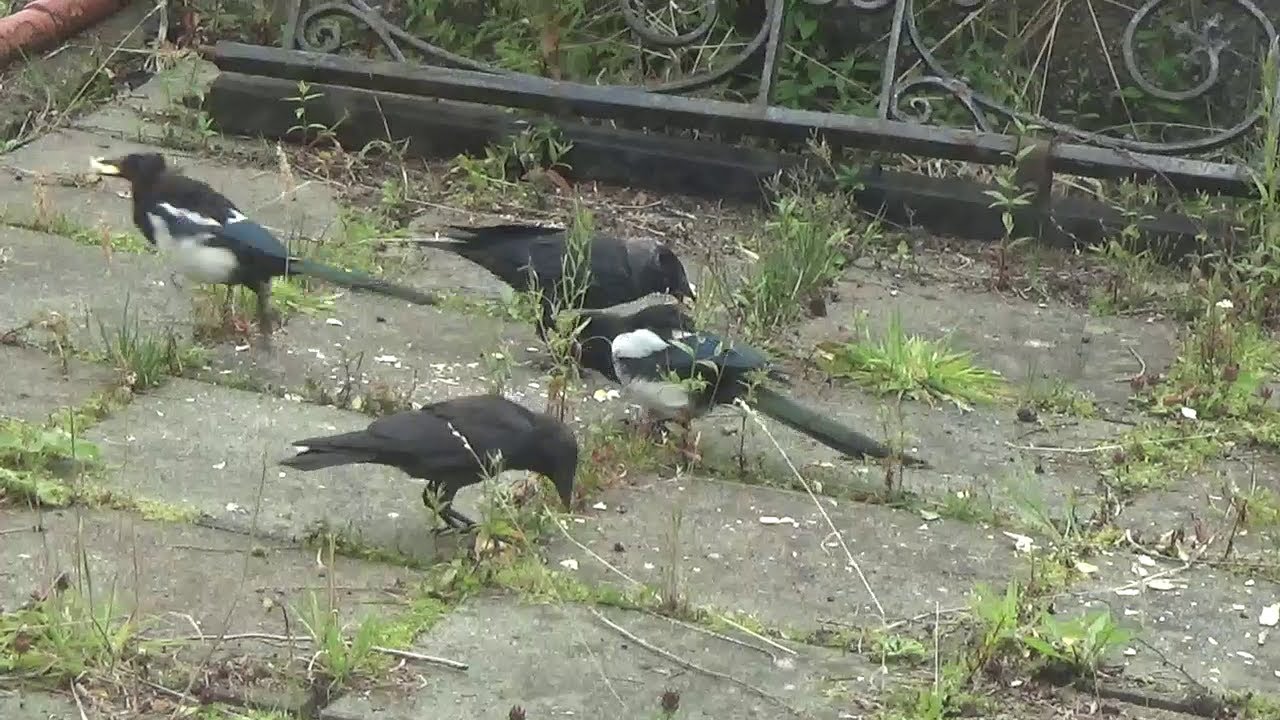 Birds Squabbling Over Feeding in My Garden-Black Headed Gulls, Magpies ...