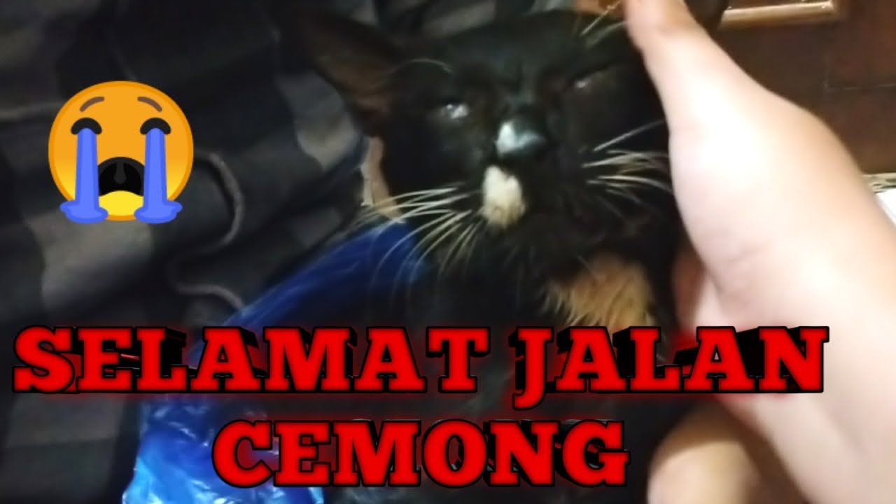 Video Terakhir Bersama Kucing Kesayangan, Cemong || Selamat Jalan ...