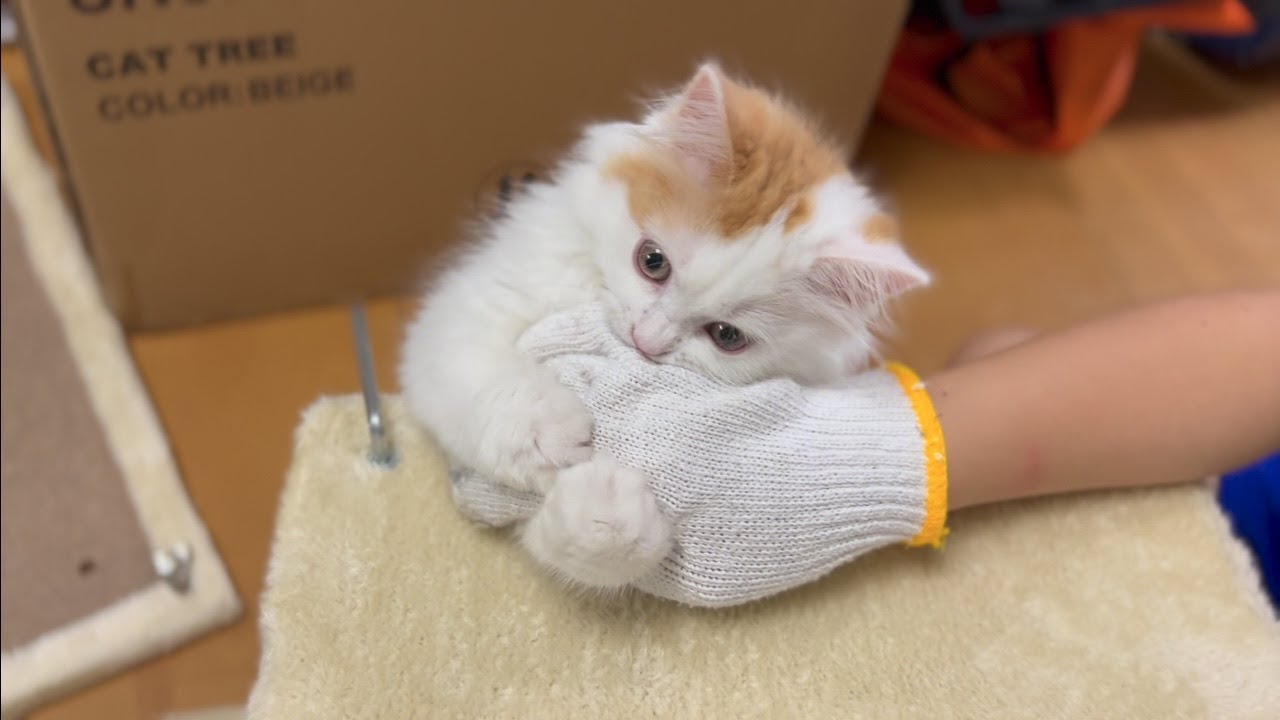 Cute kitten wants to help work too - YouTube
