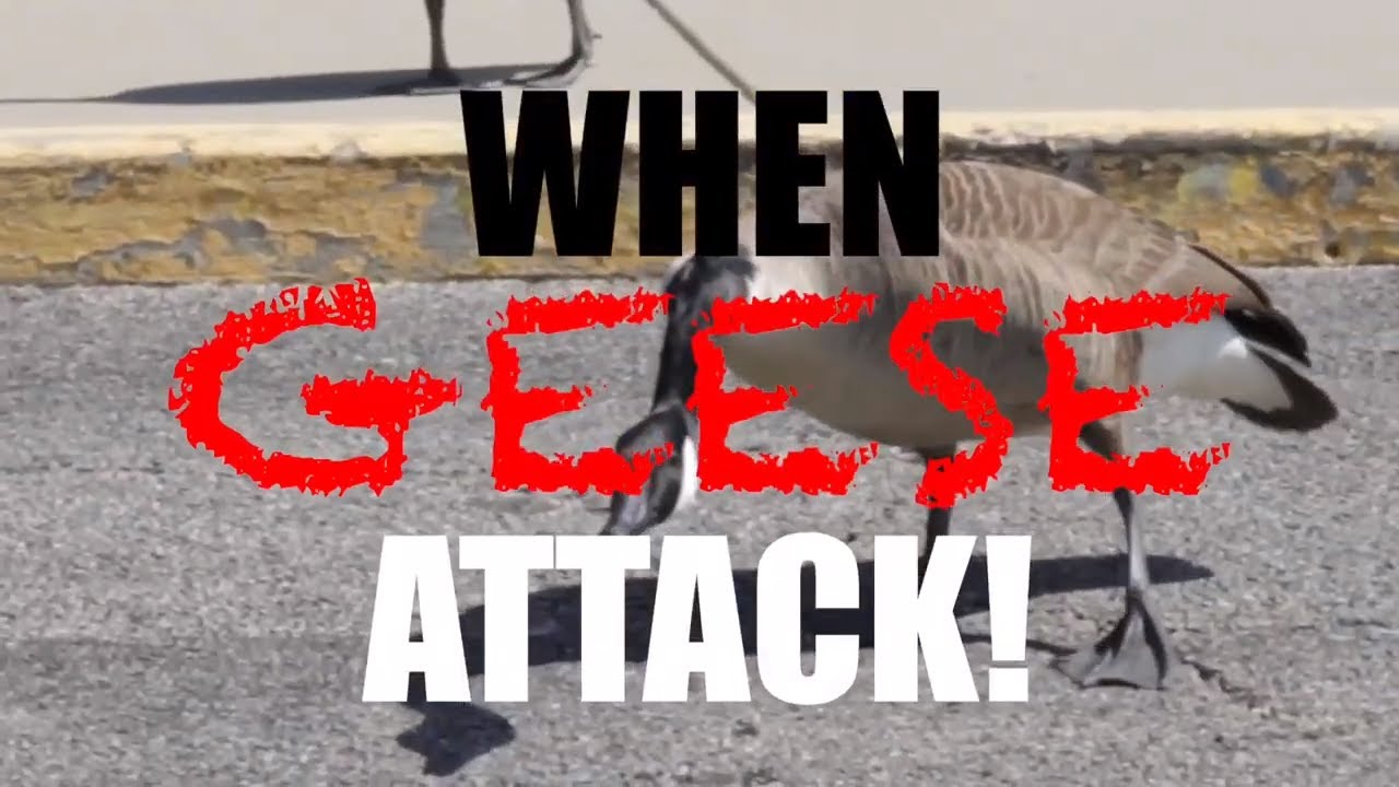 Red Goose Memes