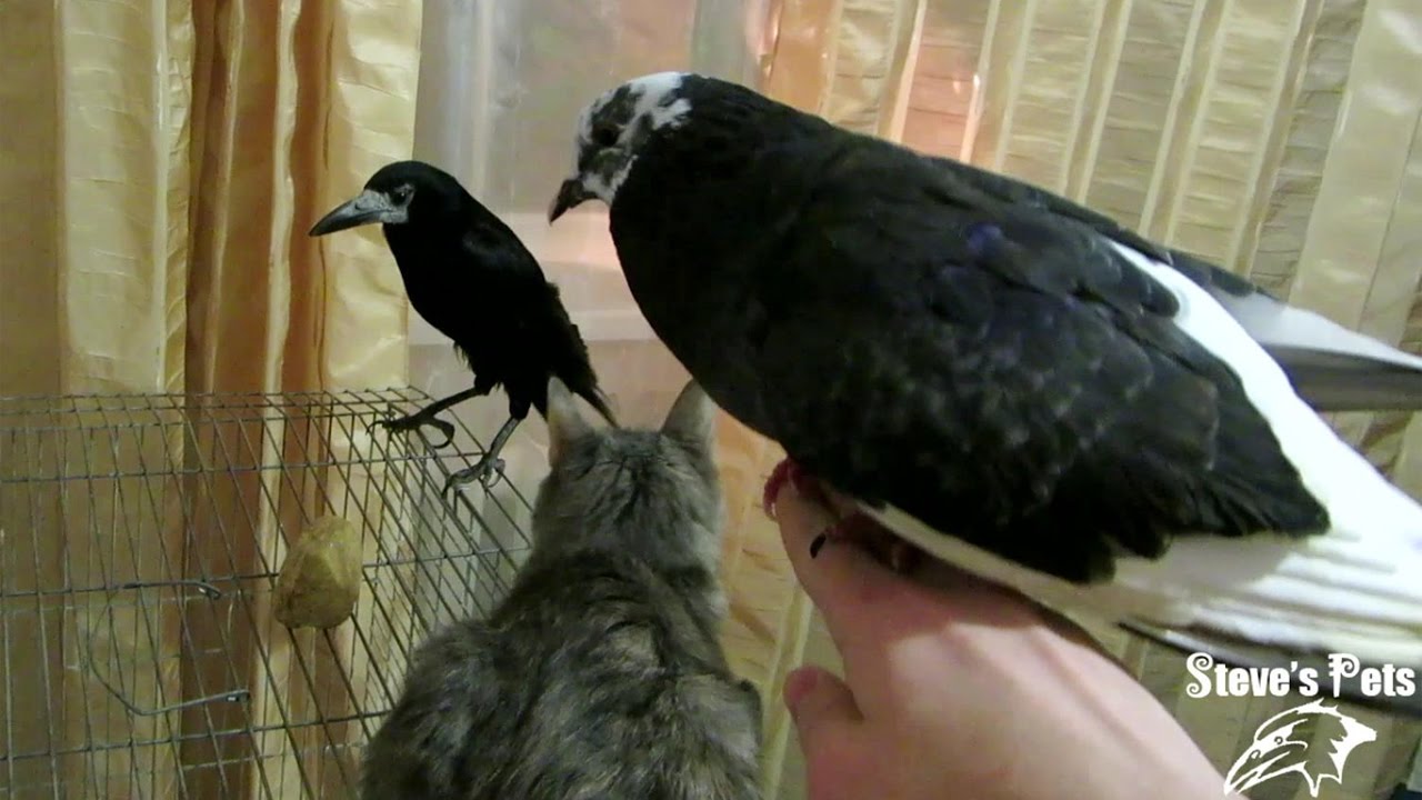 Unusual Pets: Pigeon, Rook & Cat Together - YouTube