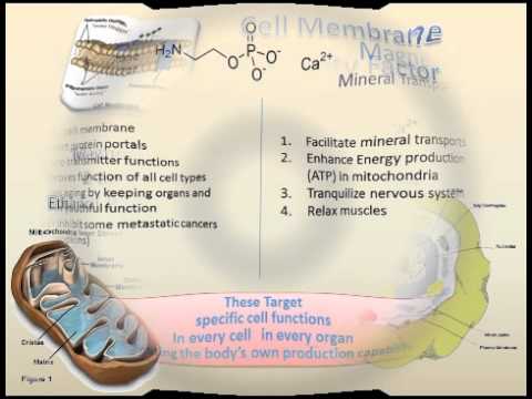 Body Mineral Diagram - YouTube