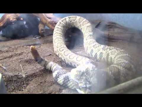 Rattle Snake And Scorpions - YouTube