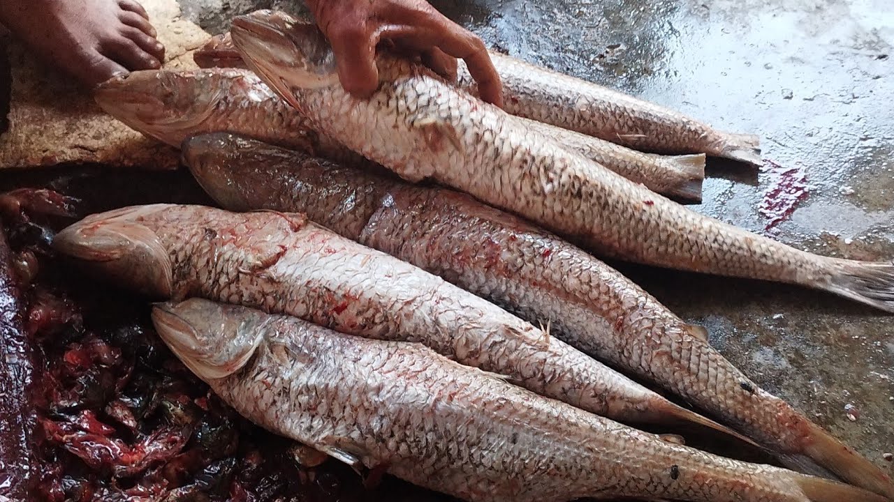 Amazing Big Bela Fish Cutting Skills || Amazing Fish Cutting Video ...