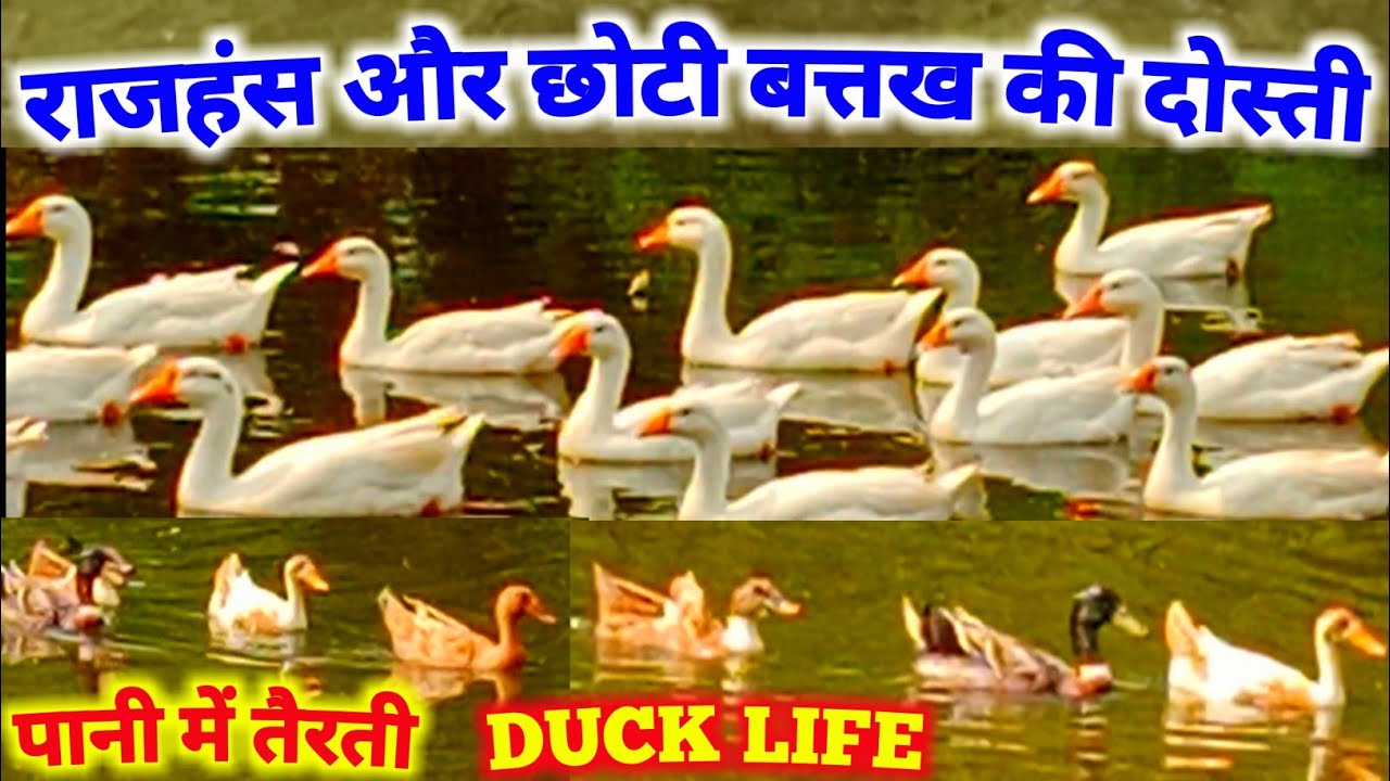 राजहंस और छोटी बत्तख की दोस्ती 🦆🦆Rajhans |Duck Swimming | rajhans ki ...