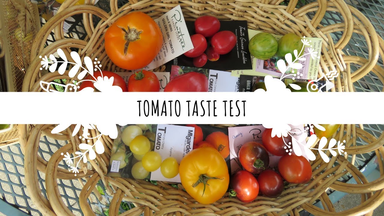 Tomato Taste Test | Summer 2019 - YouTube