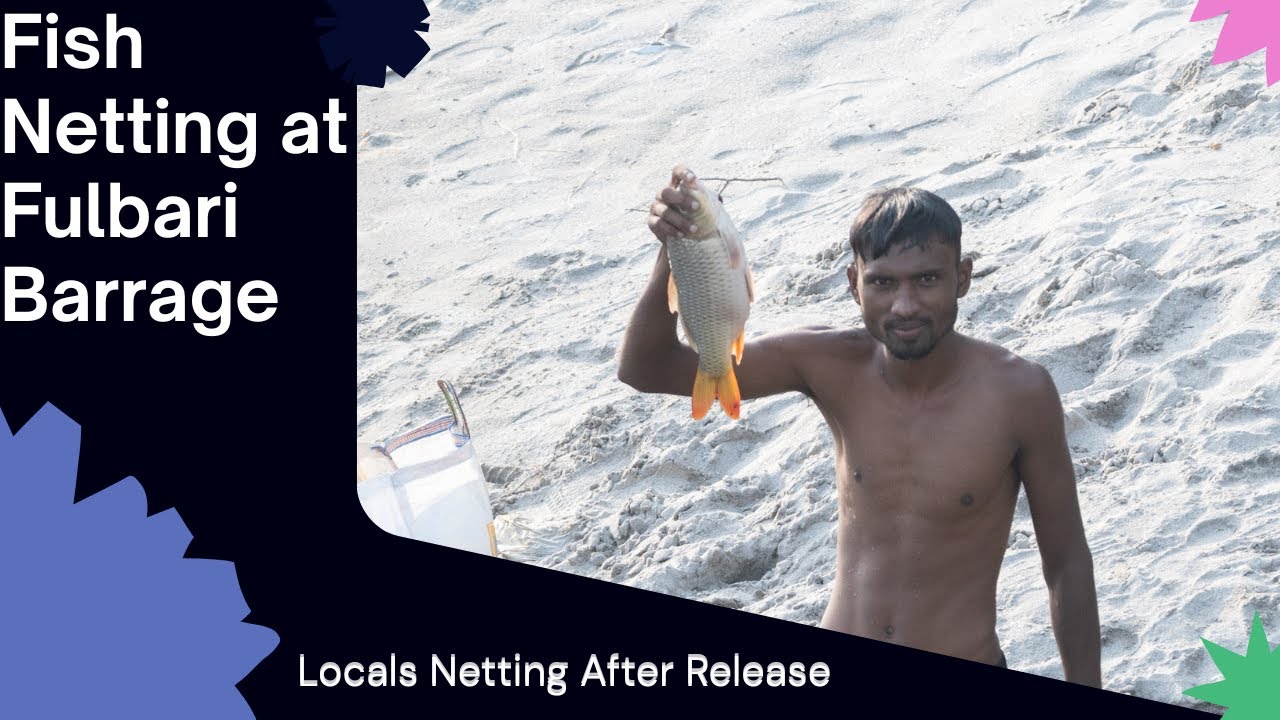 How Locals Net Fish at Fulbari Barrage After Releases. - YouTube