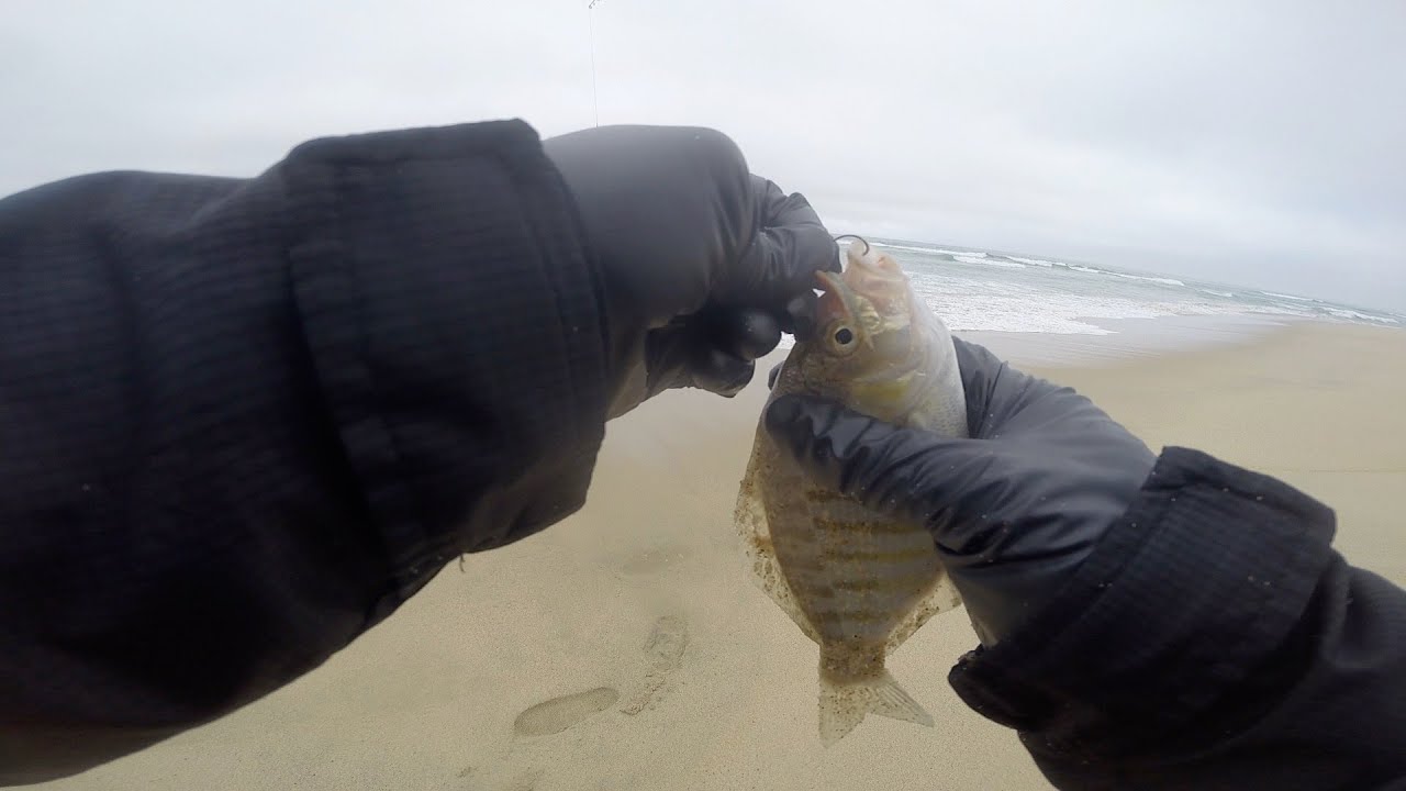 Little Surf Perch C&R - YouTube