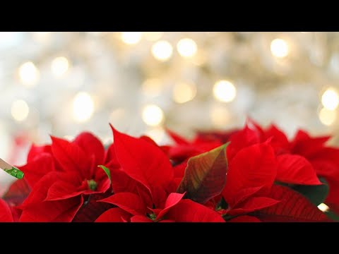 Yaad Hai Lyrics | Mallar Karmakar| Teri Bahonme thi jo bhi thi |yudkbh|Instagram Trending Song