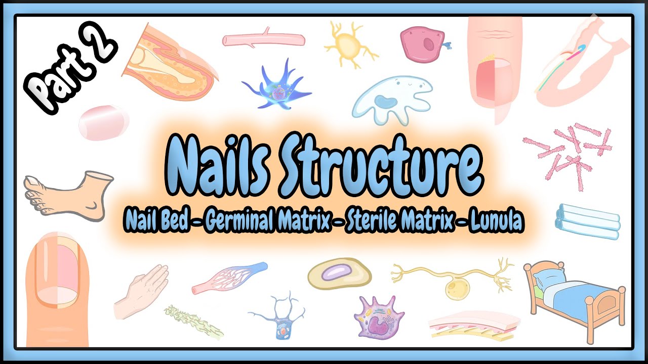 50. Nail Bed - Germinal Matrix - Sterile Matrix - Lunula || Nail ...