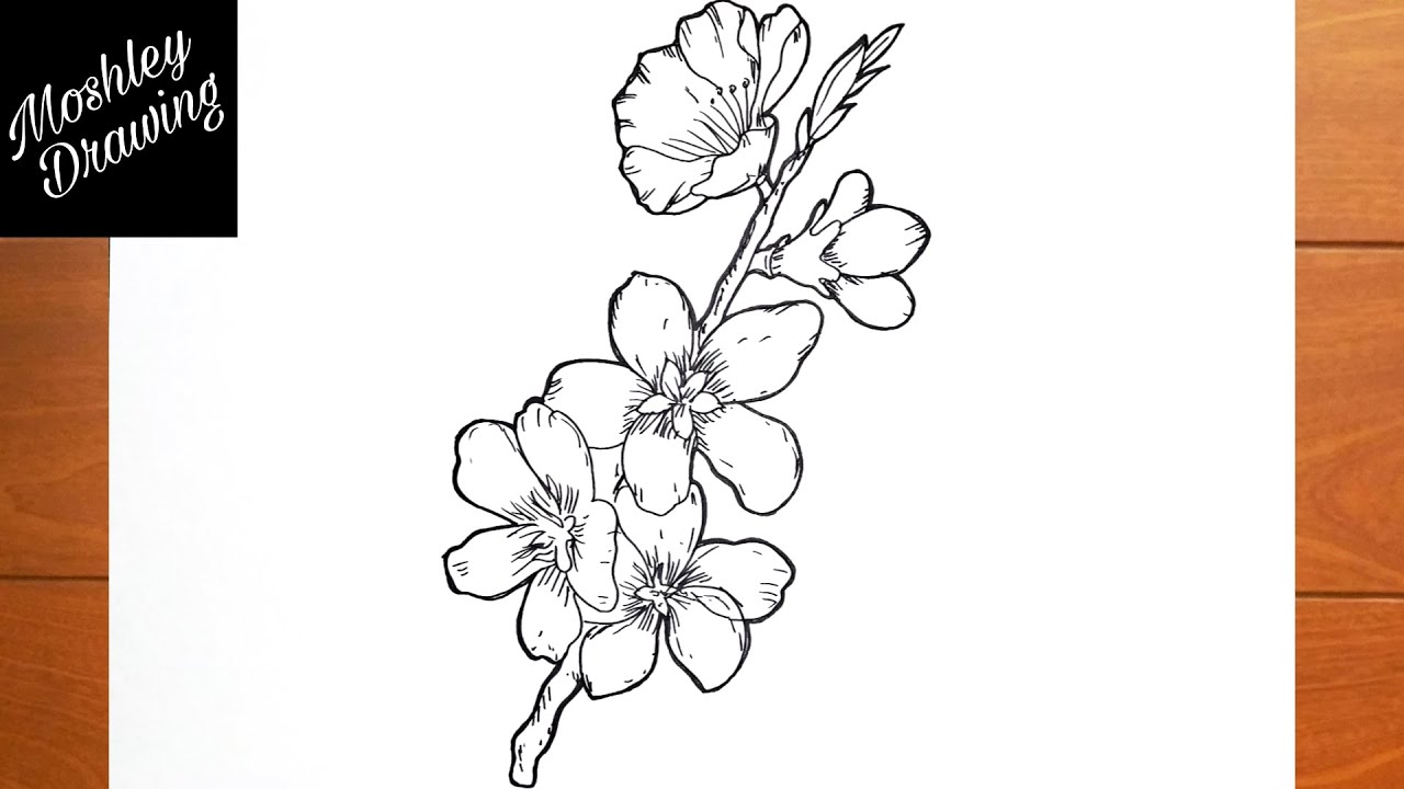 Cherry Blossom Flower Drawings