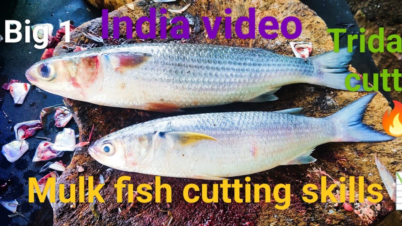 Mullet fish cutting skills 🔥kanamba tiruda fish cutting trida fish ...