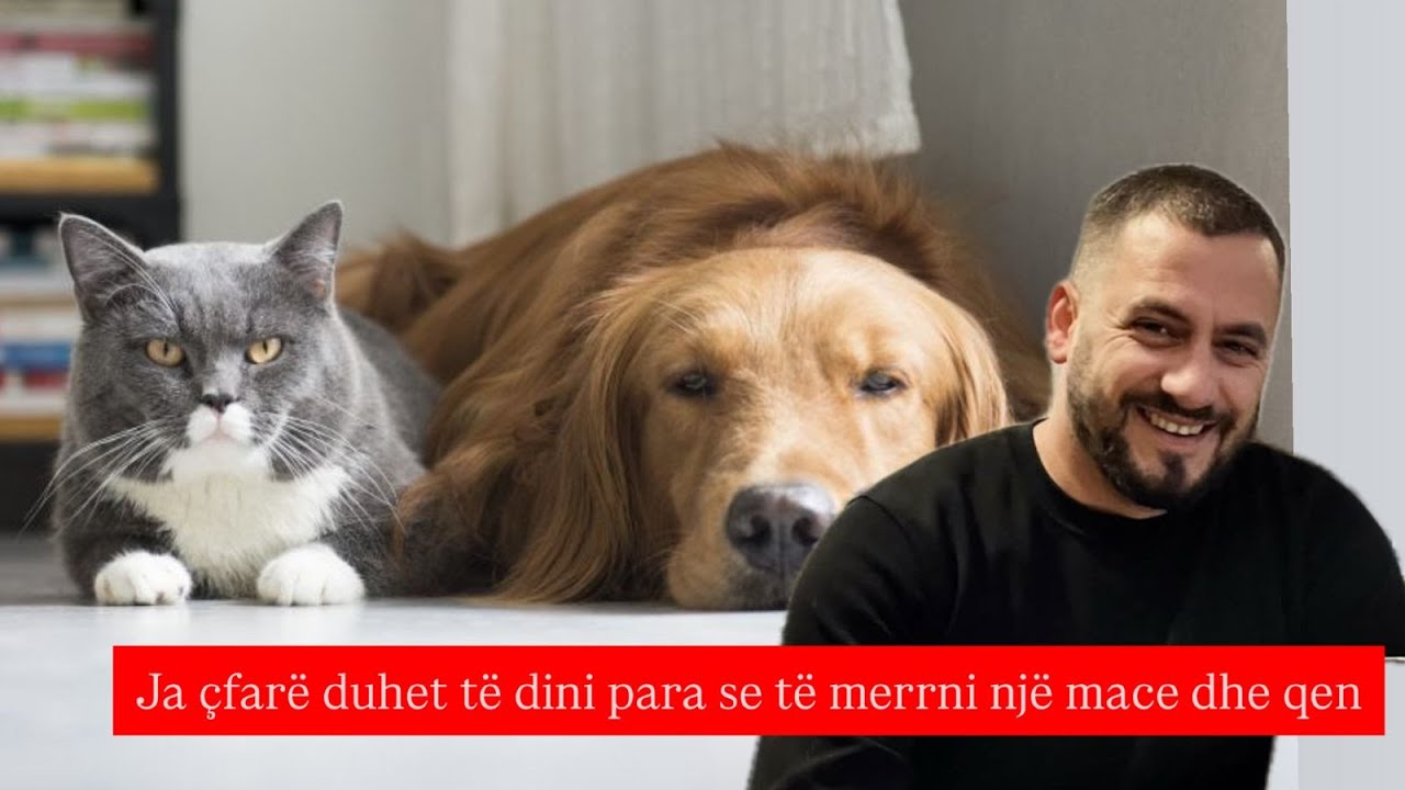 Ja ç'duhet të dini para se të merrni një qen apo një mace - YouTube