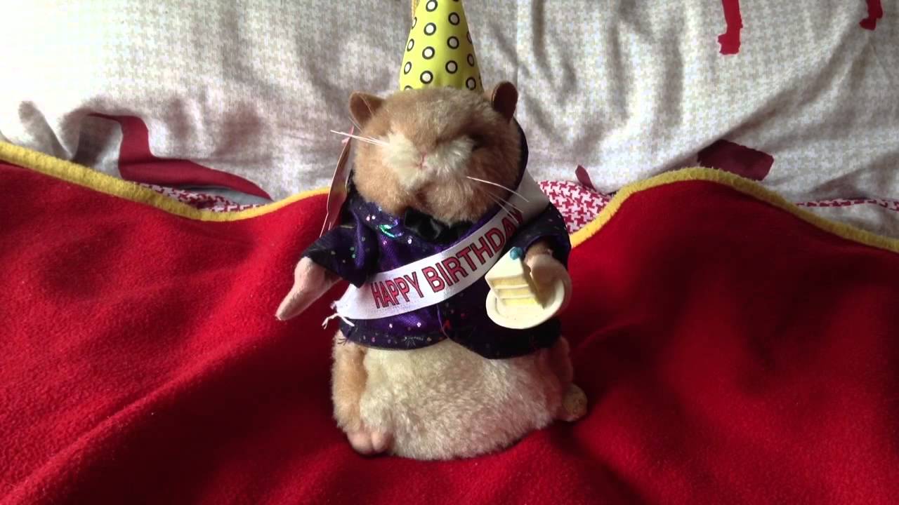 Dancing Hamsters: Birthday Special Edition - YouTube