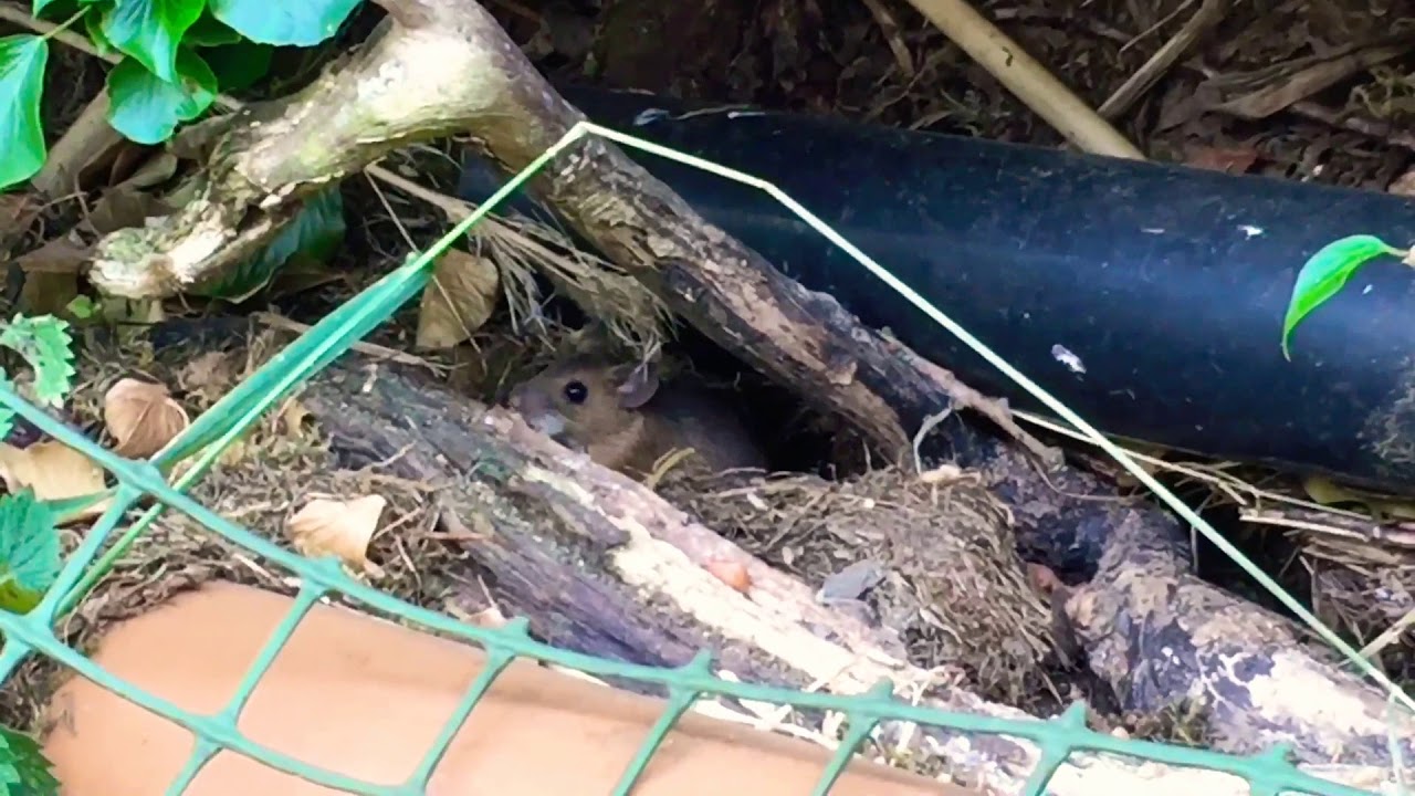 The Hedgerow Mice - YouTube