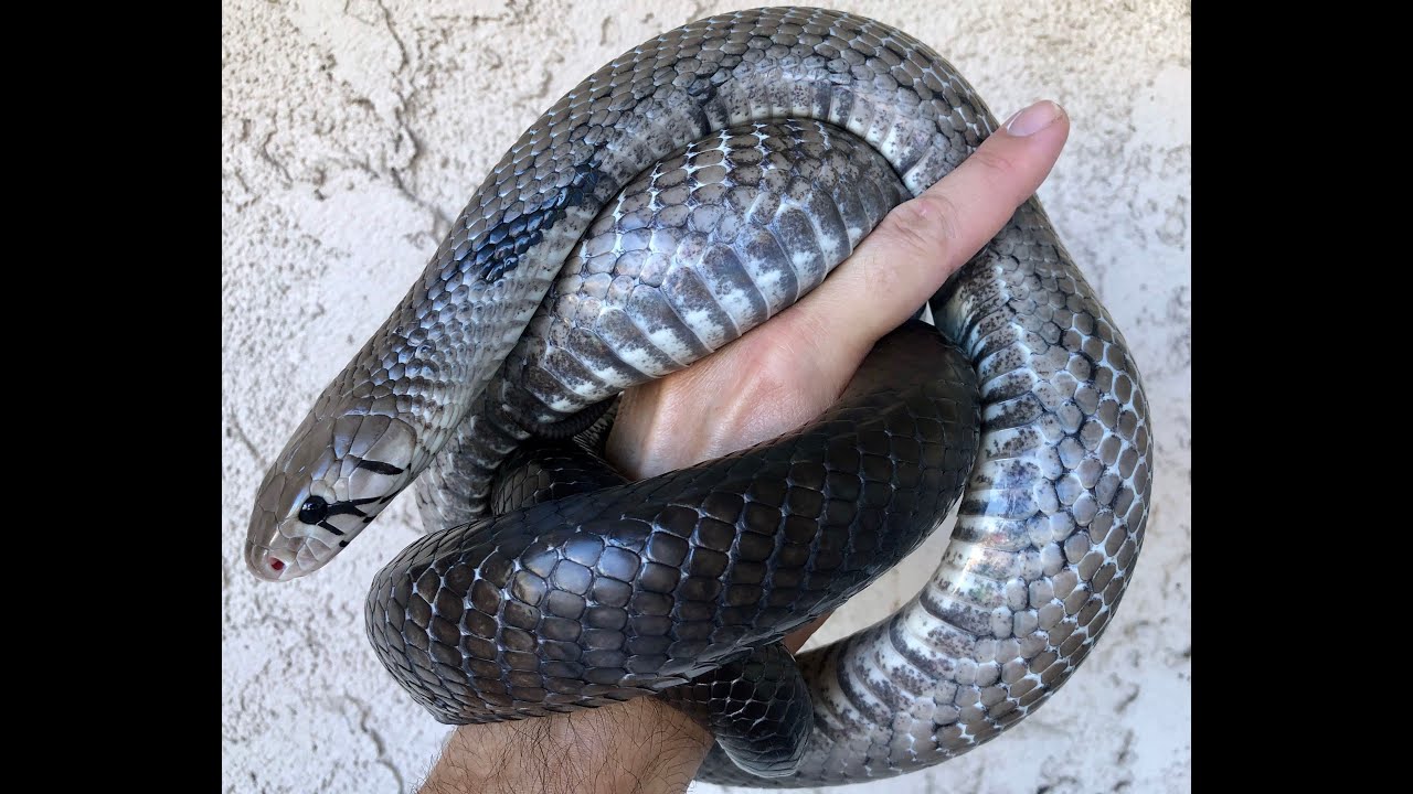 Gunmetal girl! Mesmerizing Female Axanthic Blacktail Cribo will take ...