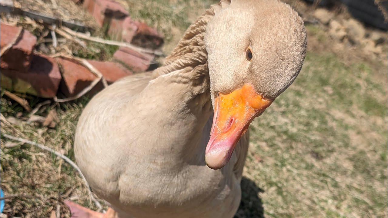 Update on the ducks, and Edgar's recent victory. - YouTube