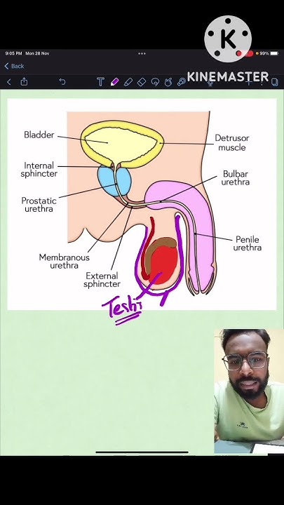 Significance Of Scrotum Human Reproduction Neet Biology Ncert Cuet Cbse Youtube
