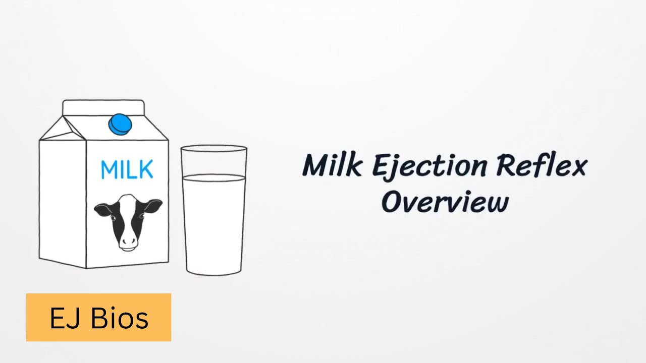 Oxytocin Magic: The Science of Milk Ejection (Let-Down Reflex) - YouTube