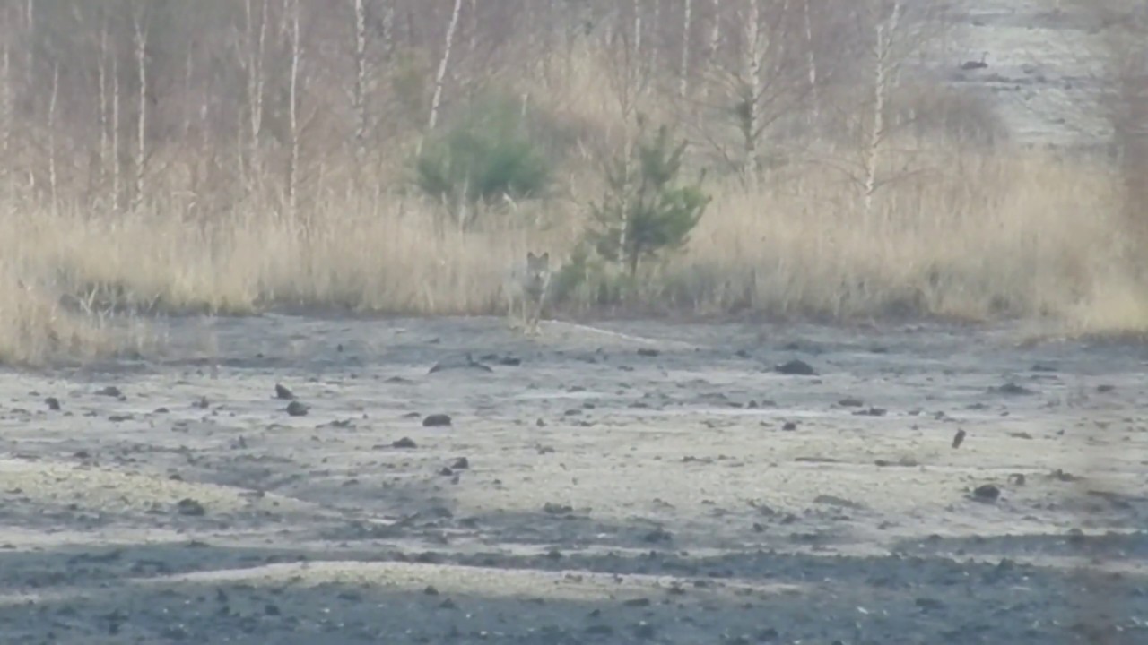 Wolf - Bergener See Germany - YouTube