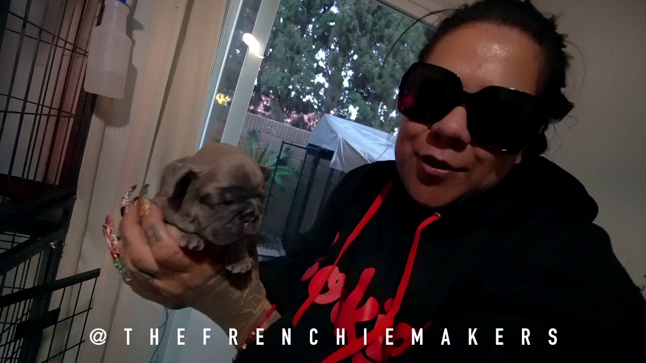 lilac tri color frenchie puppies THEFRENCHIEMAKERSxGWAYALLDAY PENNY ...