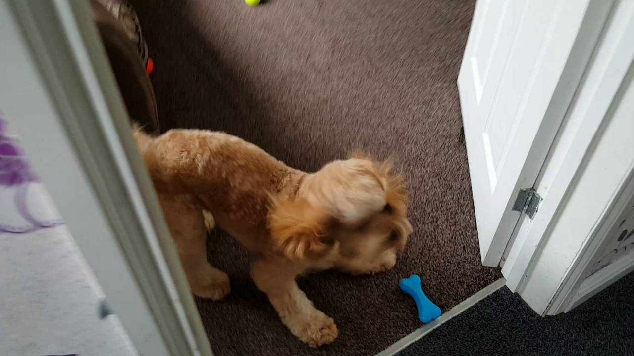 Toby the dumb cavapoo - YouTube