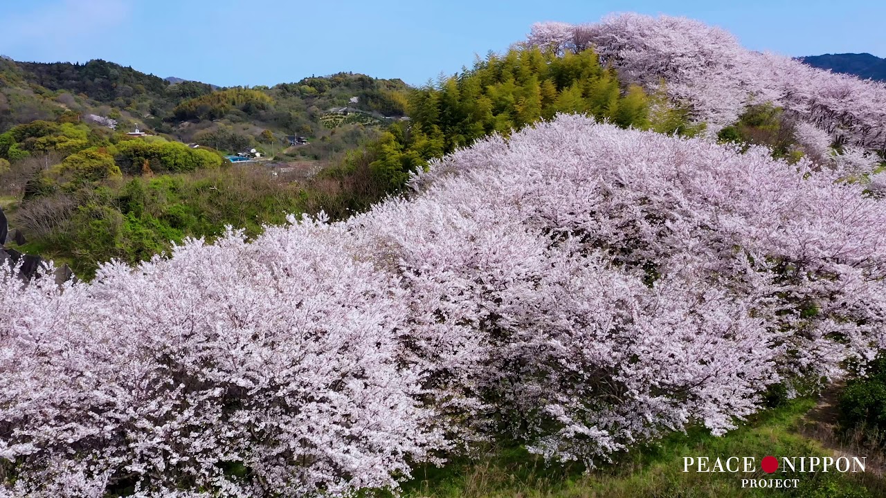 佐木島の桜4K Cherry Blossoms Sagi Island ,Hiroshima - YouTube