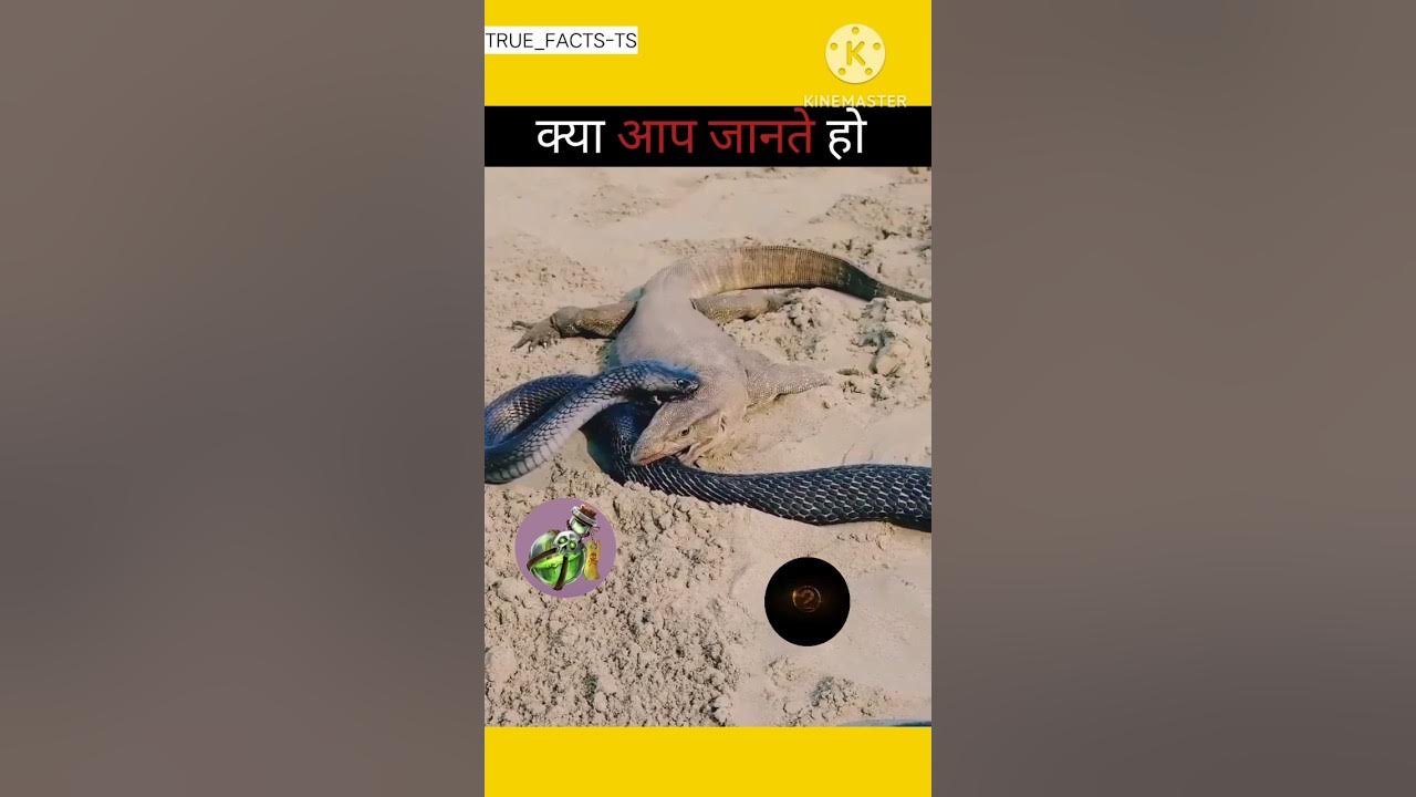 What happens when you're bitten by a venomous snake? #facts #snake # ...