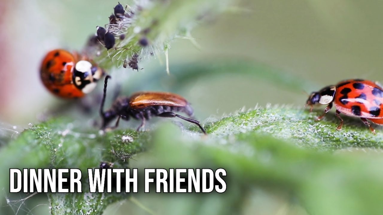 Dinner With Friends - YouTube