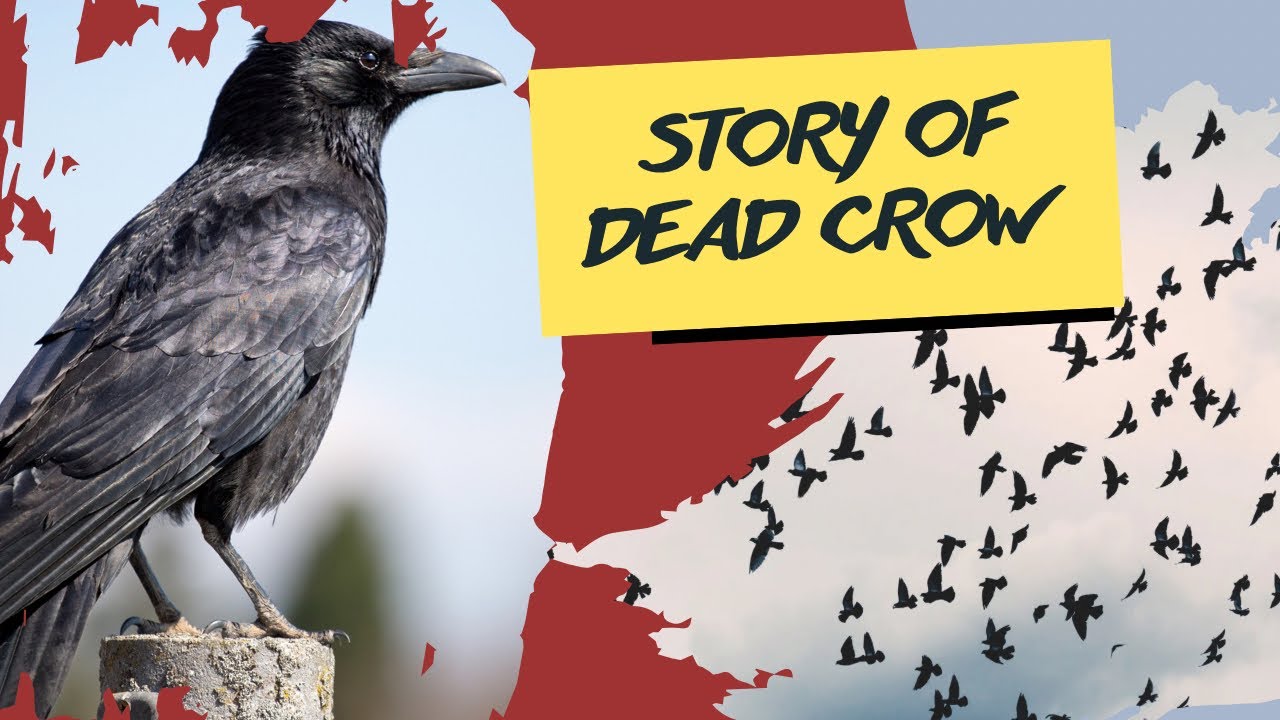 Ending of crow Story | How crow died after drinking water | Animal ...