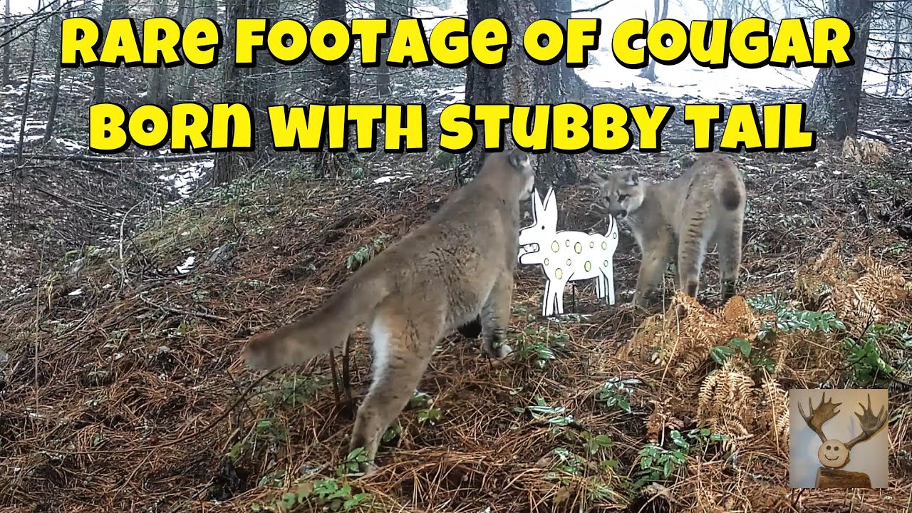 Kootenay cougar born with stubby tail - YouTube