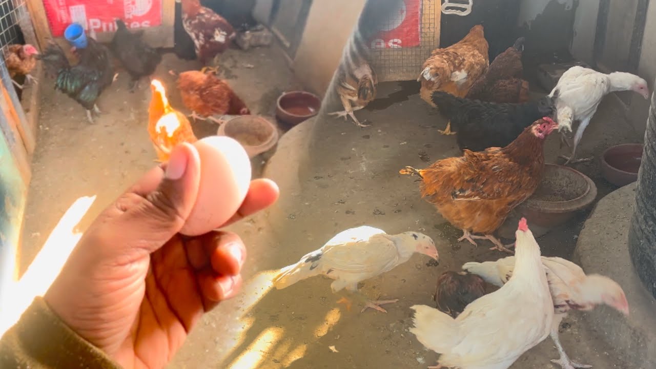 Aaj Hamari Desi Murgi 🥚 eggs da deya - YouTube