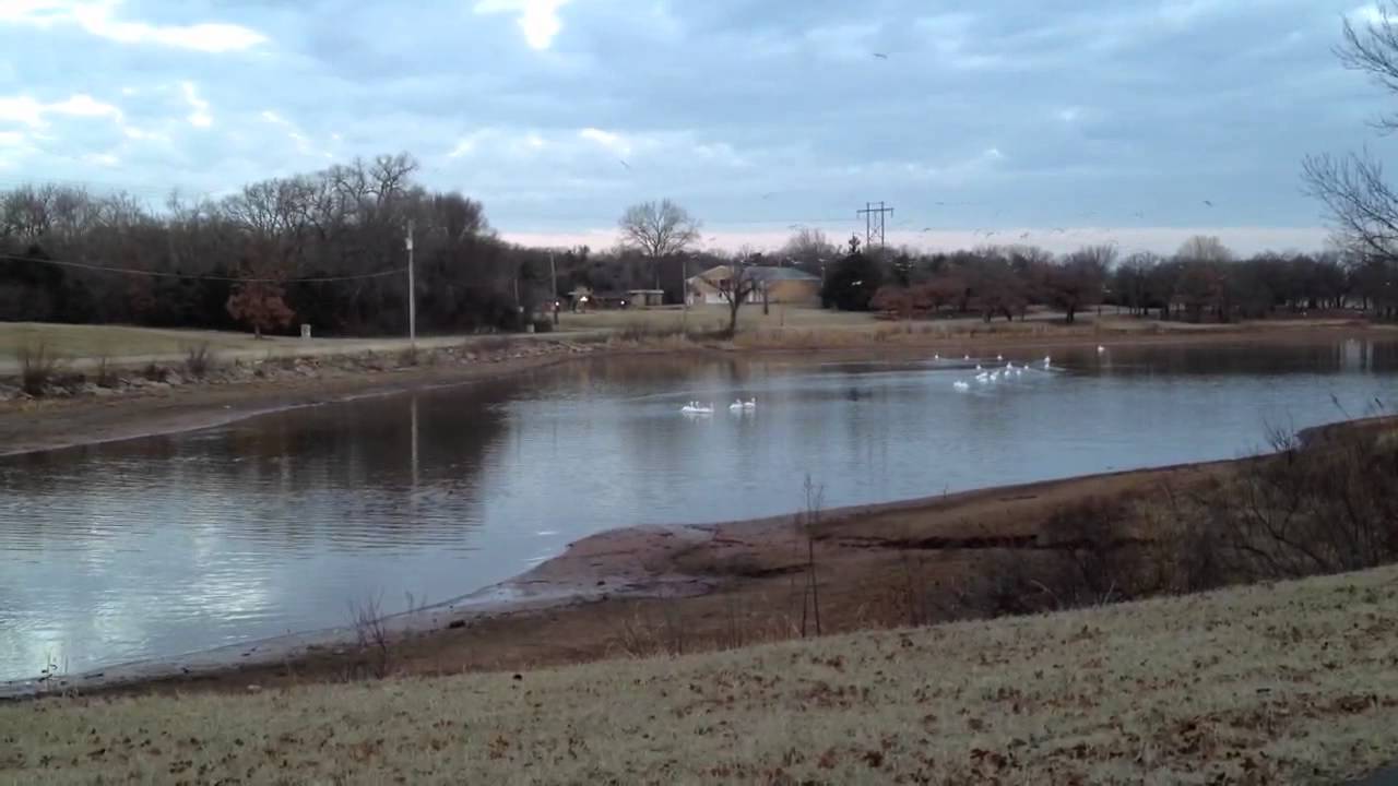 Lake Guthrie birds - YouTube