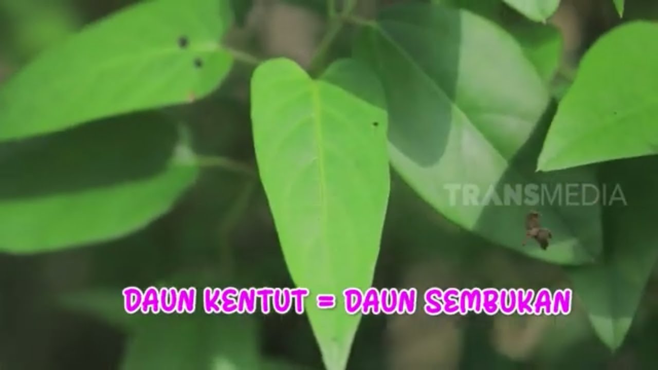Mencari dan Mengolah Daun Sembukan Alias Daun Kentut | ENAH BIKIN ENAK ...