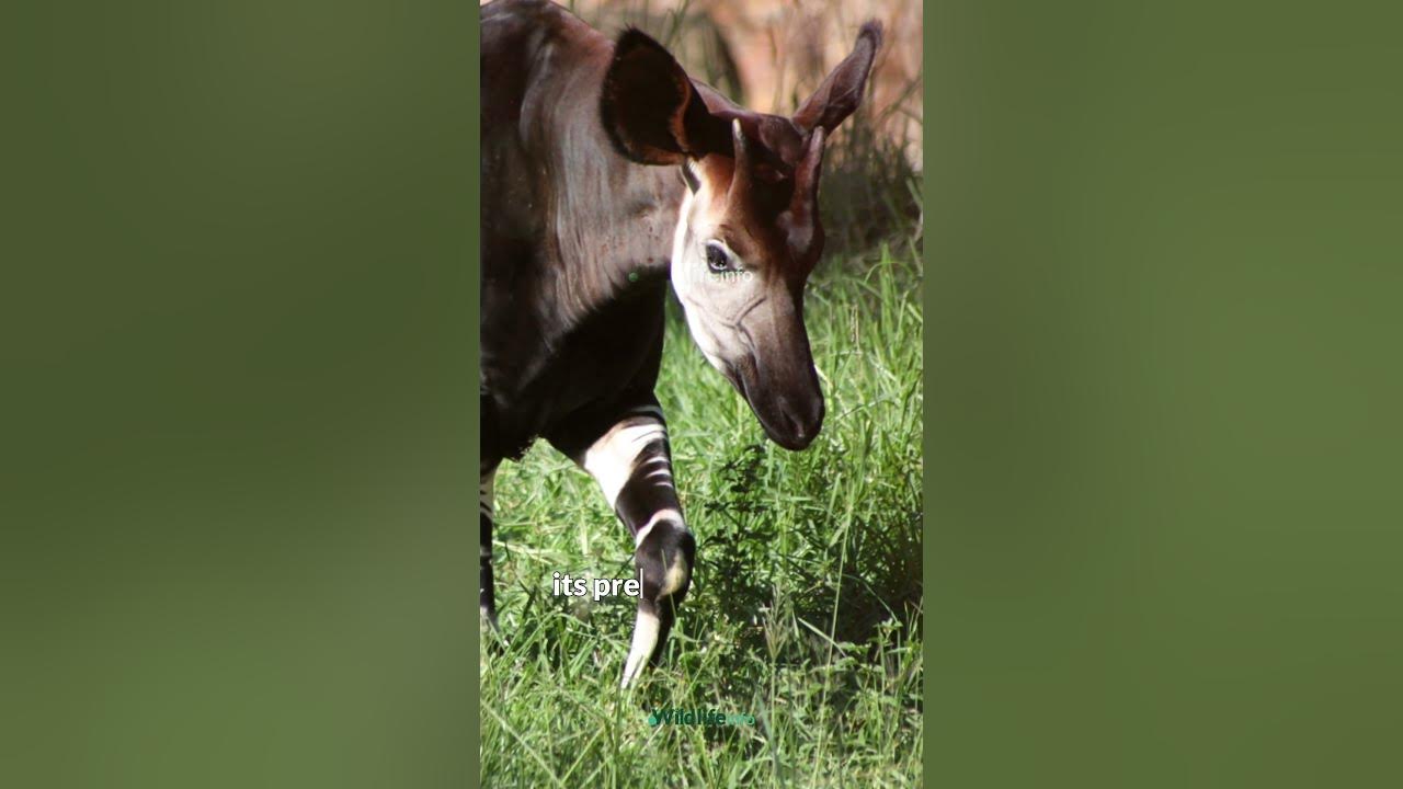 Zeraf Brother | Discover the Okapi: Africa's Enigmatic Forest Giraffe ...