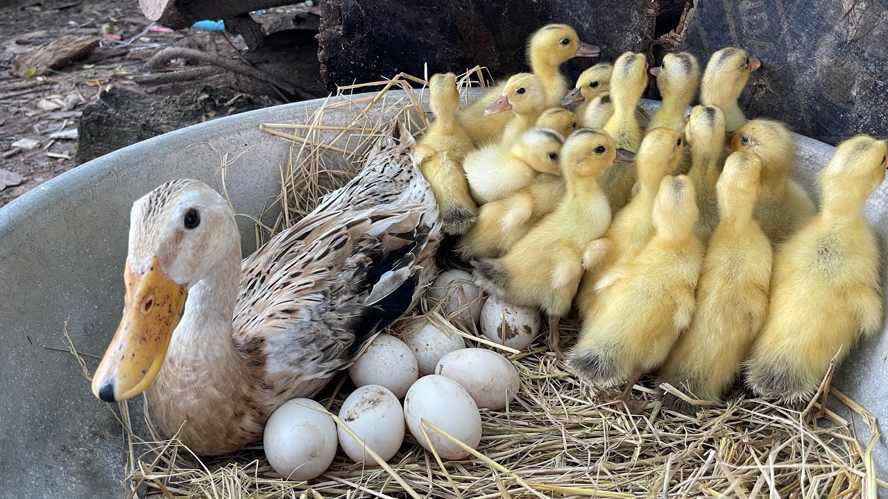 Amazing Pekin Duckling Hatching From Eggs - New Baby Ducks “ BORN ...