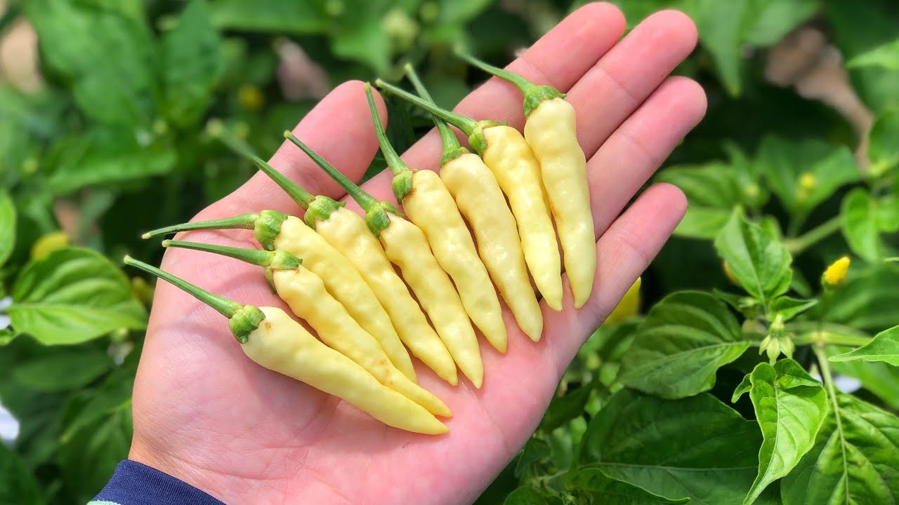 Menanam Pokok Cili Putih Sabah di Kebun Dapur - YouTube