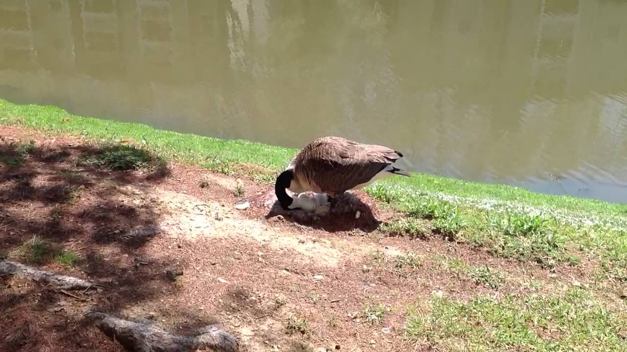 Mama goose flipping the babies!! - YouTube
