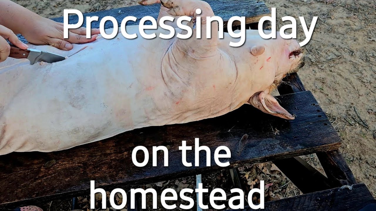 Pig processing day. - YouTube