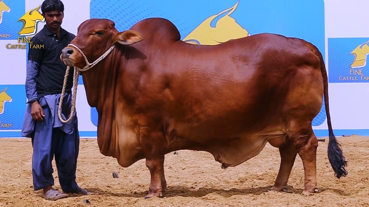 Top Breeding Cow I Top 10 Cattle Farm I Maweshi Mandi 2020 I Parrot ...