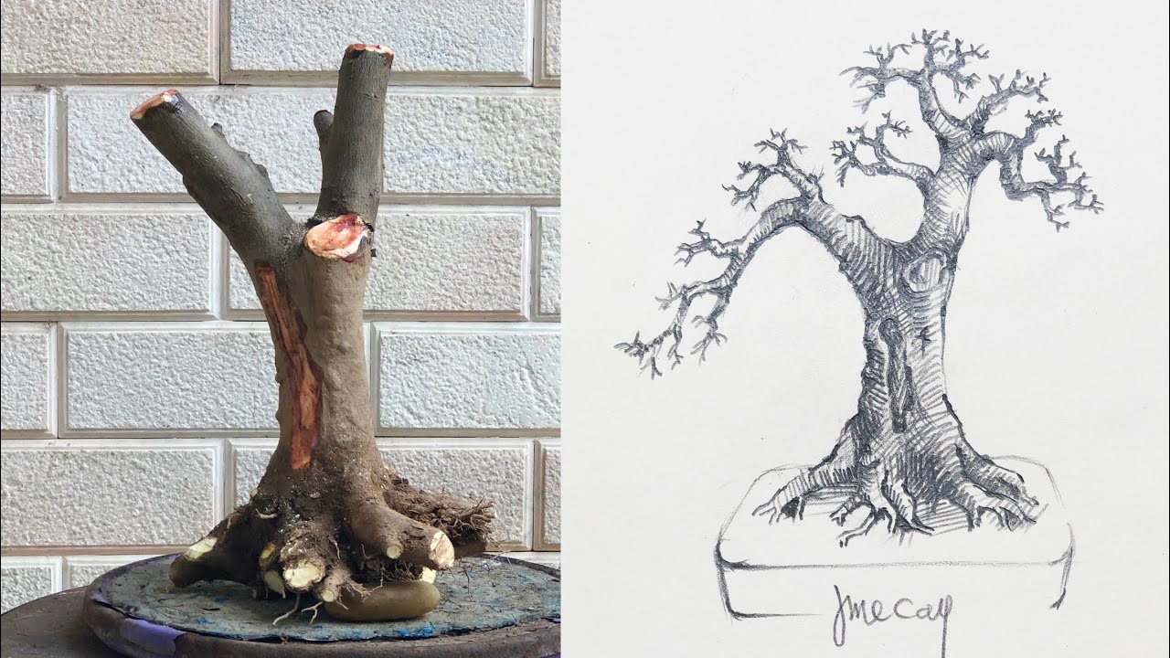 DRAWING DEMO BONSAI demo cây quất - YouTube